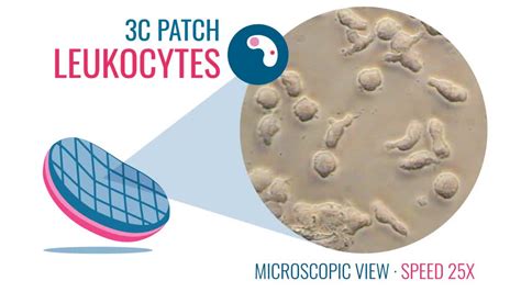 Home 3c Patch By Reapplix