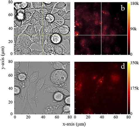 [ A And B ] Bright Field Microscopic And Wide Field Fluorescence Download Scientific Diagram