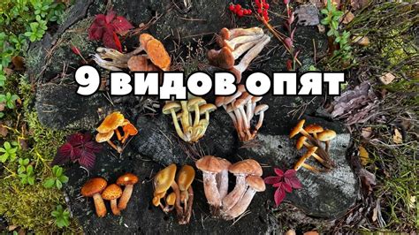 Как отличить съедобные опята от ядовитых 9 видов в одном кадре Youtube