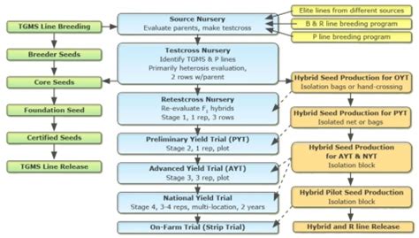 Chapter Rice Breeding Crop Improvement