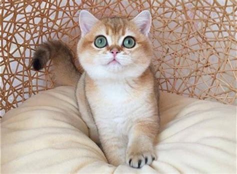 金渐层怎么养？如何才能养好一只金渐层猫？猫咪猫脚爪新浪新闻