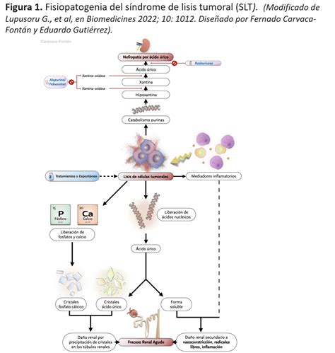 Síndrome de Lisis Tumoral Nefrología al día
