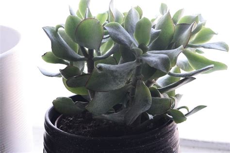 ვმუშაობ და ორ შვილს ვუვლი მცენარეებისთვის დრო საერთოდ არ მრჩება ამიტომ მხოლოდ უპრეტენზიო