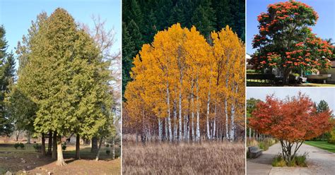 Trees That Start With A Balcony Garden Web Trees That Start With A Balcony Garden Web