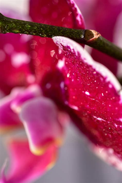 경치 관상용 식물 글라디올러스 글라디올러스 호르툴라누스 꽃 꽃꽂이 꽃이 피는 꽃잎 꽃잎 질감 낭만적 인 꽃 다년생 식물 매크로 밝은 봄 분홍색