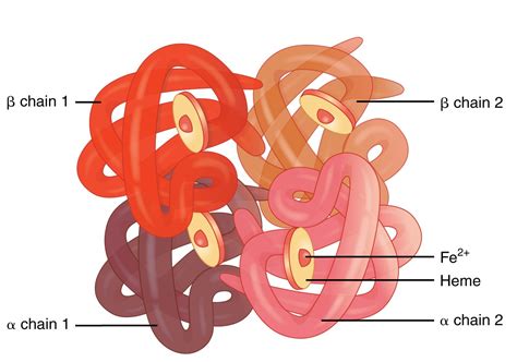 16 3 Erythrocytes Medicine Libretexts