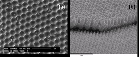Sem A Surface Image Of The Underside Of The Polymer With An Download Scientific Diagram