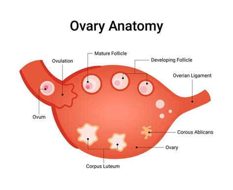 Anatomía De Las Estructuras Internas De Los Ovarios Vector Premium