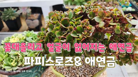 🪴🌼얼굴이 망가지는 아이들 분갈이 해주었어요😍 애연금파피스로즈여름하우스아이들다육식물장마찜통더위라푼젤다육 Youtube