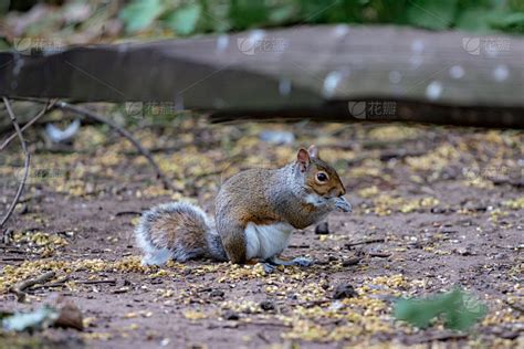 红松鼠在吃坚果