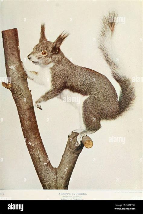 Nature Neighbors V 5 Chicago American Audubon Association [c1914] Squirrel Natural History