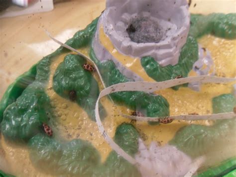 Ladybug Arrival And Nonfiction Board Games Miss Decarbo