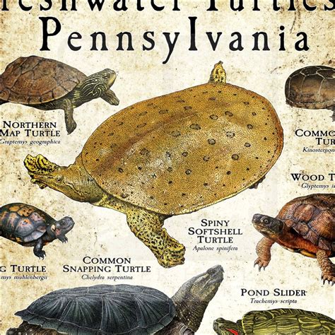 Freshwater Turtles Of Pennsylvania Poster Print Field Guide Etsy