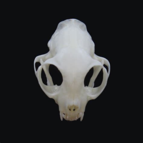 Skull And Bone Preservation Rest In Pieces
