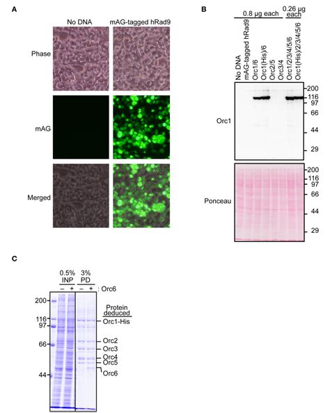 Figure 3 From Rapid Purification And Characterization Of Mutant Origin Recognition Complexes In