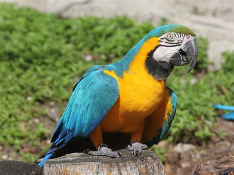 Blue And Yellow Macaw Alchetron The Free Social Encyclopedia