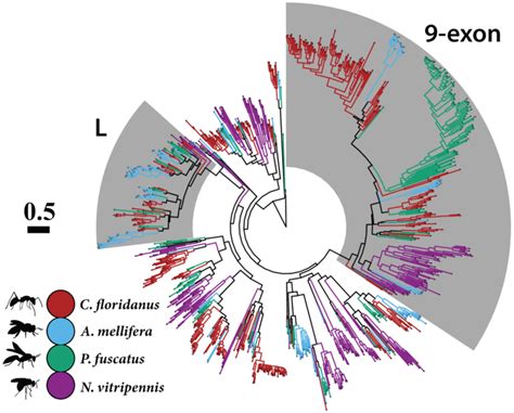 6 Maximum Likelihood Or Protein Tree Constructed Using Data From Four