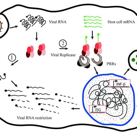 Proposed Model Of Host Cell Mrna Replication By Srna Viruses Download Scientific Diagram