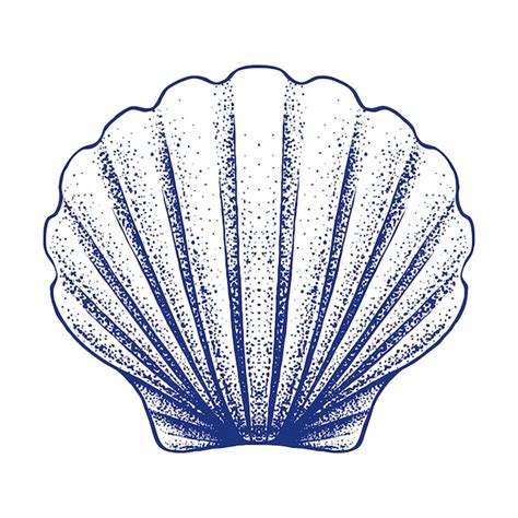 Premium Vector Sea Shell Hand Drawn Illustration