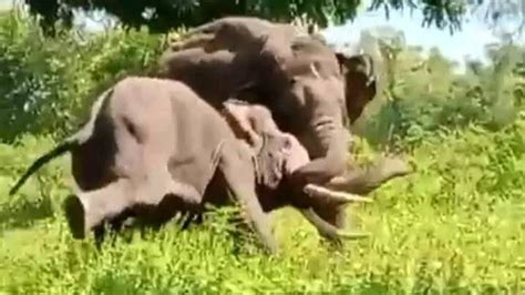 Voice For Elephants Sri Lanka කවුරුවත් හිතුවේ නෑ නුඹත් එක්කම හැදී වැටුණු තමන්ගේම රැහේඑකෙක්