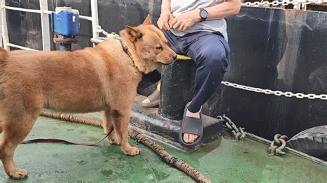 20230720 따야 Ddaya 간식 육포 Snack Beef Jerky Youtube