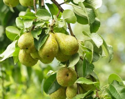 Top 7 Best Fruit Trees For Shade In The Garden List