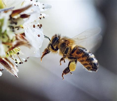 hover photograph by andrew lancaster fine art america