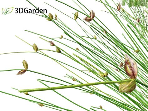 Isolepis Cernua Slender Club Rush 3d Model 3dgardenplants