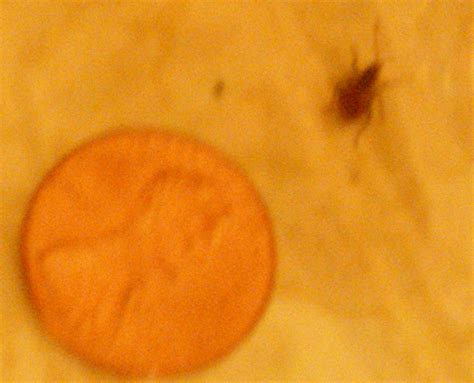 Blurry Bug Not A Bed Bug What S That Bug