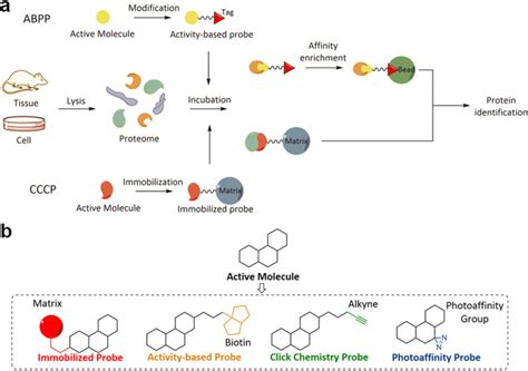 Target Identification Of Natural Medicine With Chemical Proteomics
