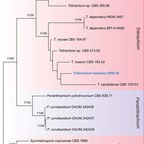 bayesian inference bi tree obtained using its rdna sequences from