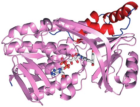 1 The 3 D Folding Of A Monomer Of Phbh The Structure Was Adapted