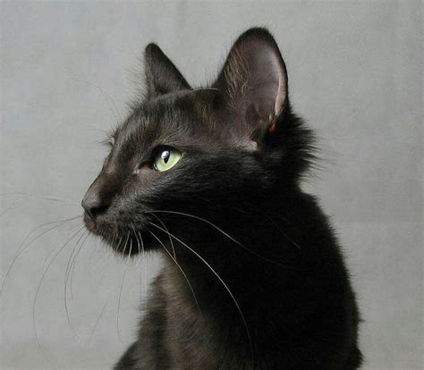 Profile Black Cat Side View Black Cat Sitting Profile Cat In