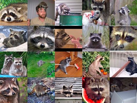 Wandb Learning Project Bounding Box Object Detection Raccoon Learning