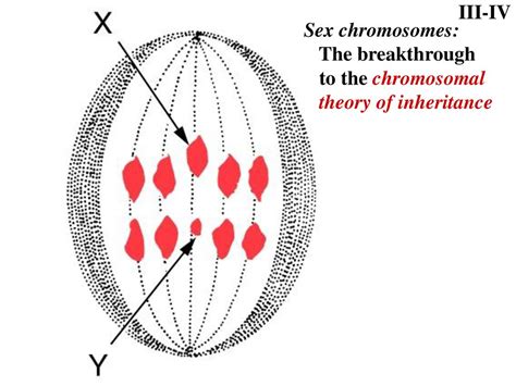 Meiosis And Mitosis Walther Flemming Eduard Strasburger Ppt Download