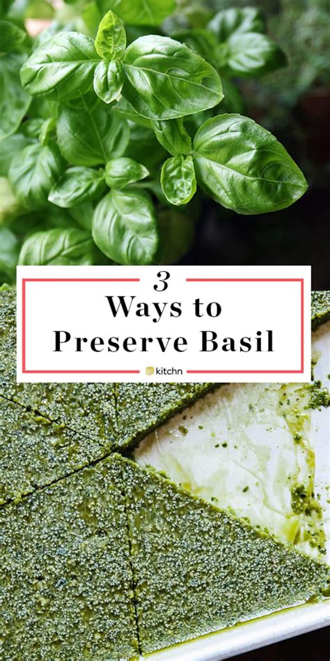 Creative Methods To Store Your Summer Basil Harvest