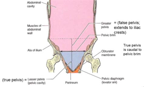 SexRepro Anatomy Flashcards Quizlet