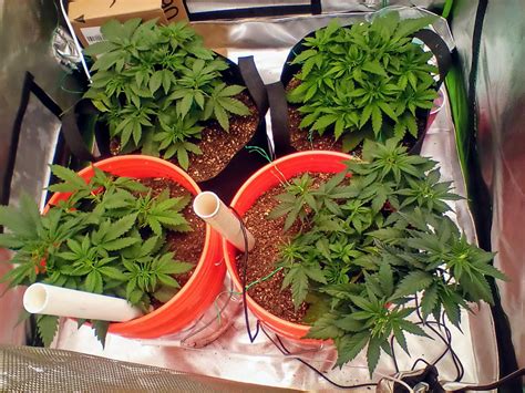 Days From Seed In Water Can I Go Ahead And Flip Crank Up The Light Intensity R Microgrowery