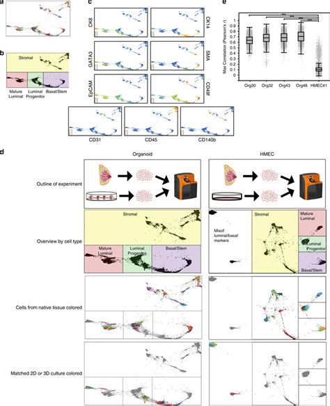Complex Mammary Specific Protein Expression Patterns From The Tissue Of Download Scientific