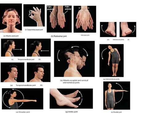 Types Of Joint Movements