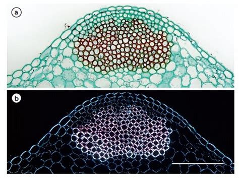 微亚实验室：聊聊植物细胞和植物组织（27） 知乎