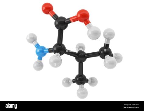 Valine Amino Acid Molecule Computer Illustration Showing The Structure