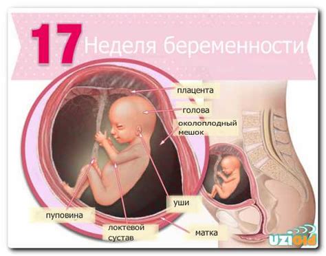 Беременность по неделям 17 недель 17 неделя беременности шевеление что происходит с малышом