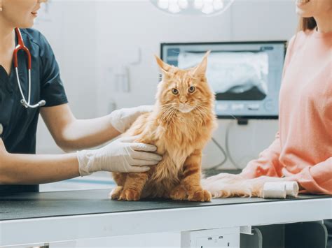 Kosten Echo Blaas Kat Tips Voor Gezondheid En Budget