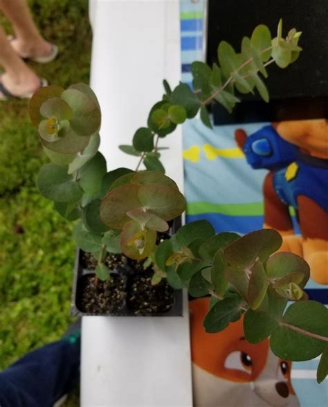 Eucalyptus Growing Tips Improve Your Home Garden