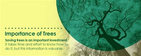 How To Save Dying Tree Dragonetti Tree Removal