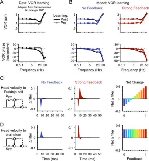 Interactions Between Circuit Architecture And Plasticity In A Closed Loop Cerebellar System Elife