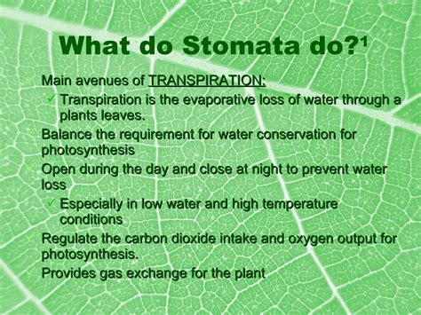Stomata Density Denzelbreana Ppt