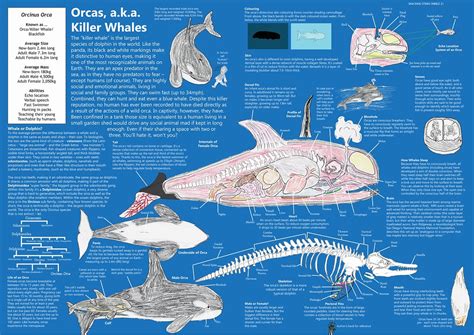 Orca The Anatomy Of The Orca A K A The Killer Whale Gordon Wallace