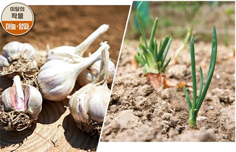 마늘·양파 월동 후 관리 생산량·품질 승부처 늘푸른신문